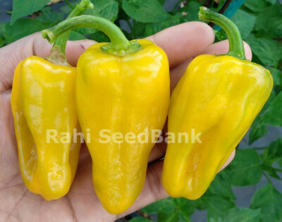 Chilli Mohawk A True Dwarf Hybrid Sweet Chilli Pepper Australian Grown ...