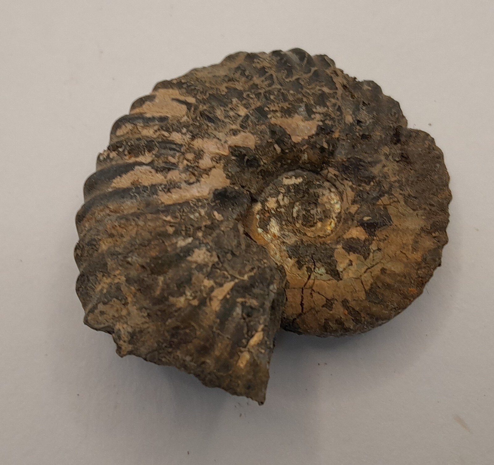 Fossil ammonite - Hoplites dentatus - Cretaceous, Gault Clay ...