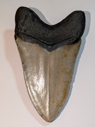 Huge & Authentic, 4.5 Inch Fossil Megalodon Tooth - Meg Ledge | eBay