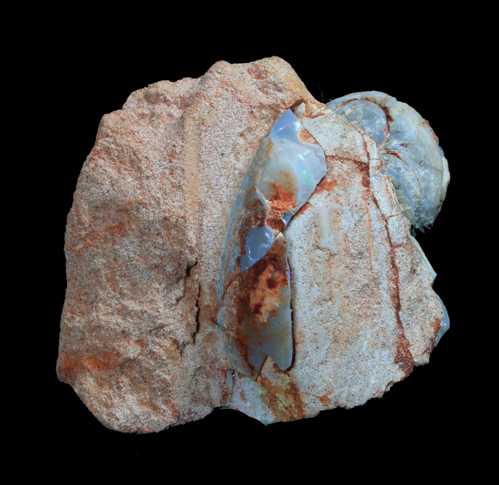 37.95 MM OPALISED GASTROPOD VIVIPARID SNAIL FOSSIL LIGHTNING RIDGE ...