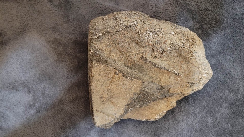 HUGE Dinosaur fossil gembone from Utah agate gem bone agatized 11.9 lbs ...