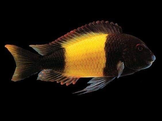 Ciclideo Tropheus Tanzania Protomelas Spilonotus Cichlid LARGE