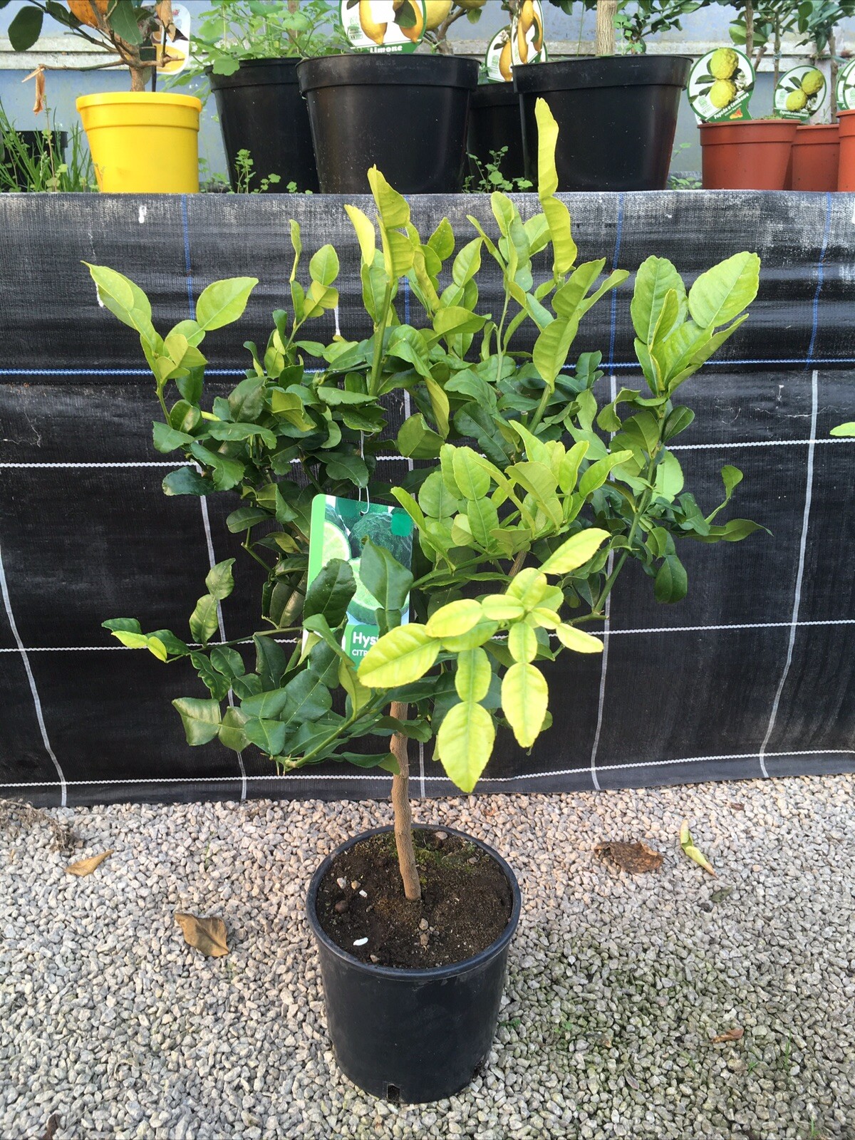Citrus Kaffir Lime 60-70cm tree 20cm pot - Great for Thai Cooking | eBay UK