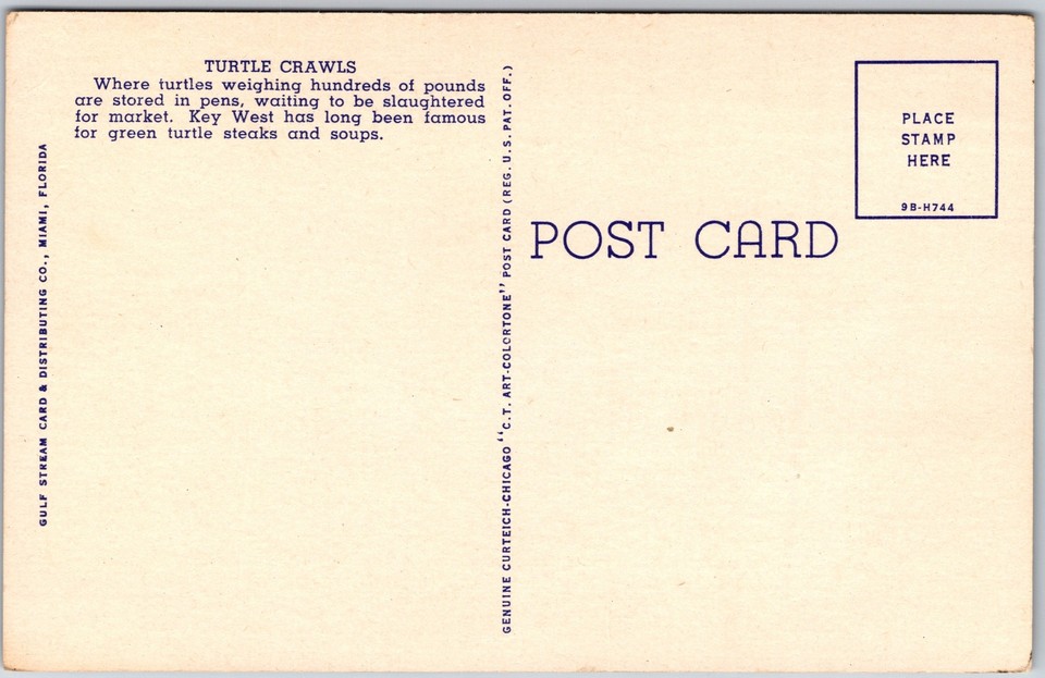 Turtle Crawl at Key West Florida FL Stored in Pens Green Turtle ...