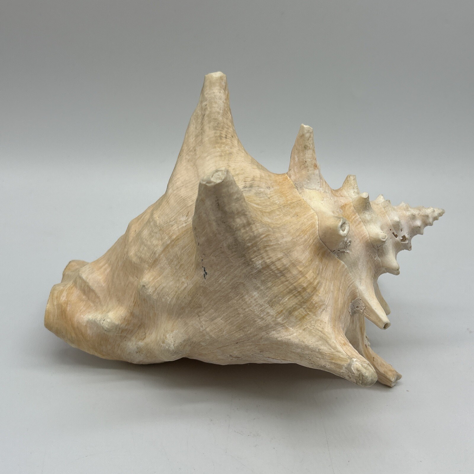 2.1# Conch Seashell (Pink) - Bahamas Pink Conch Shell Ocean Beach ...