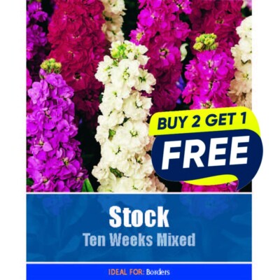 Flower Seeds Stock Ten Weeks Mixed - 125 Seeds Garden Plant Seed ...