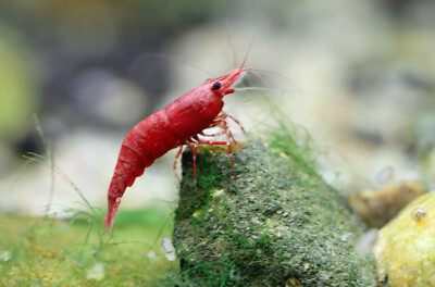 5 Fire Red Neo Shrimp - Live Aquarium High Quality - 5 Count | eBay