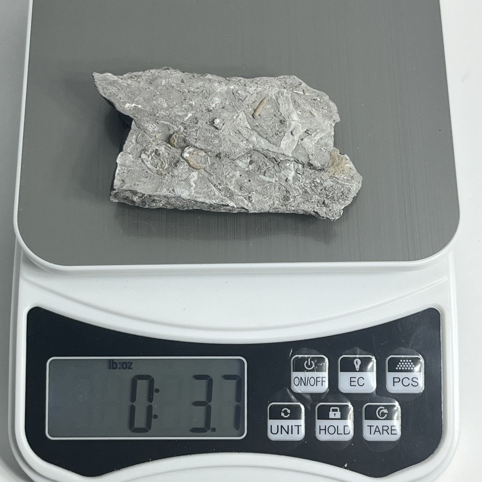 Fossil Lot Sand Dollar Specimen Marine Invertebrate Rock Collection | eBay