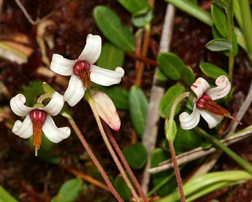 American Cranberry, Vaccinium macrocarpon, Seeds (Edible, Hardy, Fall ...