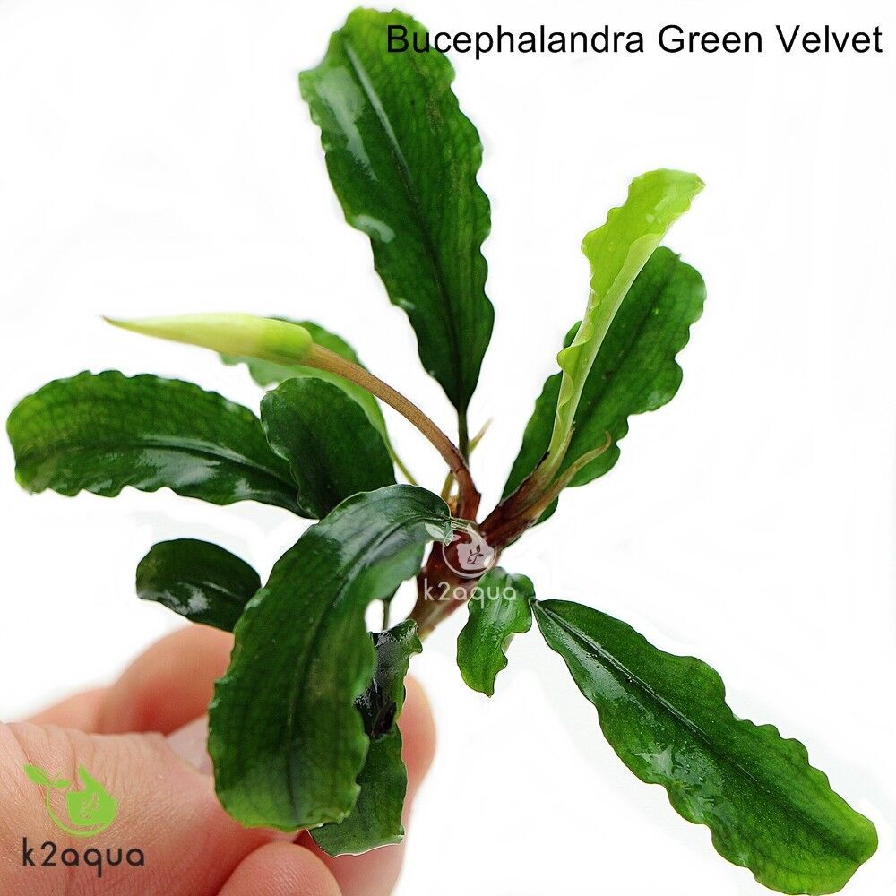 Bucephalandra 60 species Live Aquarium Plants Terrarium Tropical ...