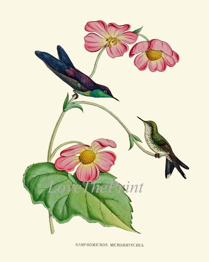 Vintage Hummingbird Prints Wall Art Set of 4 Bird Pink Tropical Flowers ...