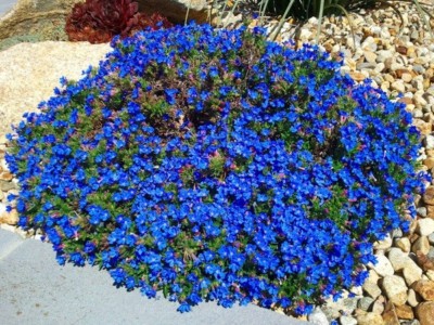 60 + Wonderland Blue Alyssum Perennial Ground Cover Flower Seeds | eBay UK