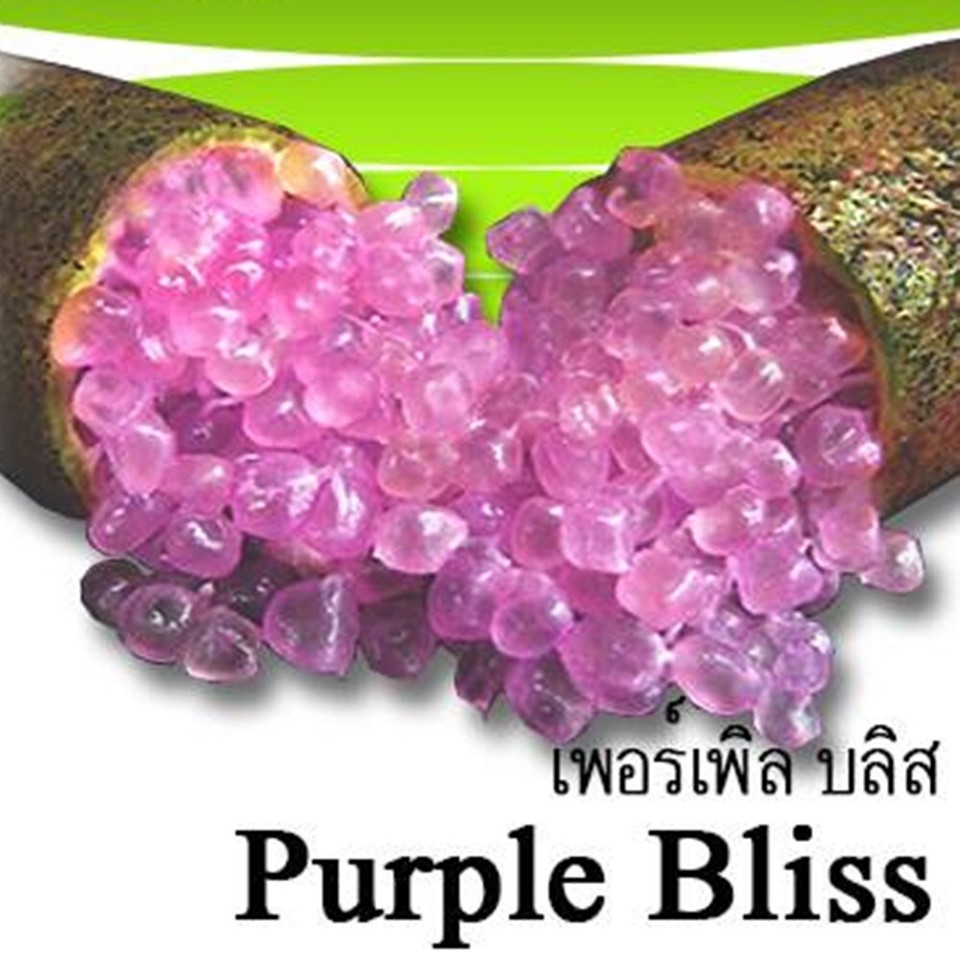 Australian Finger Lime Grafted Plant Purple Bliss Caviar Lime Tree Tall ...
