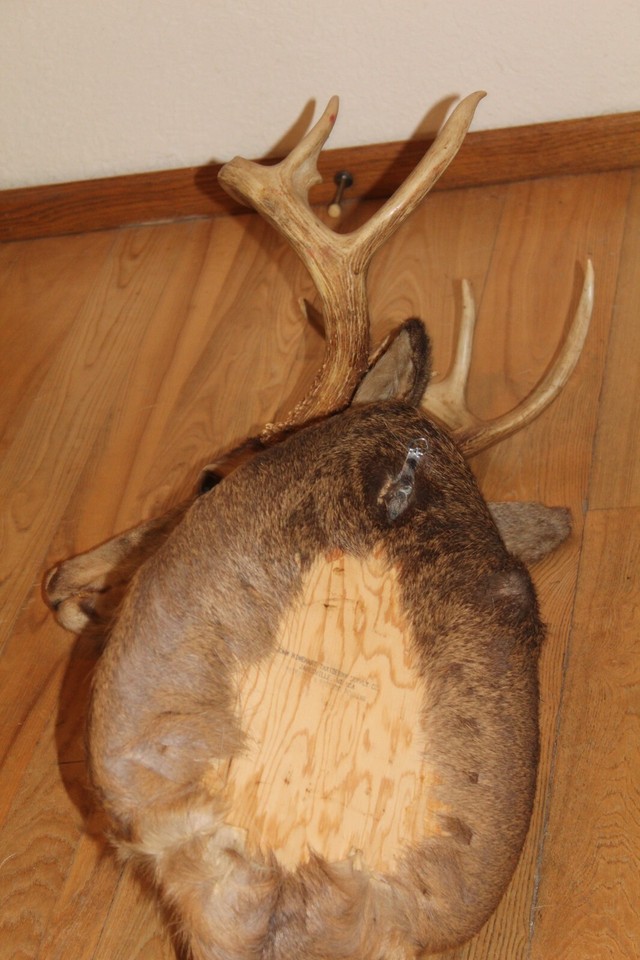 Whitetail Deer Head Shoulder Mount Taxidermy Cape Shed Antler Hunt Mule ...