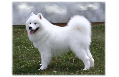 SAMMY Samoyed Note Cards WOW!! HOW CUTE! | eBay