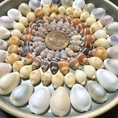 cowrie shells Natural Sea Shell Art Craft From Japan 06193 | eBay