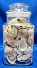 9" Tall Glass Apothecary Jar Filled With Seashells Sea Shells | eBay