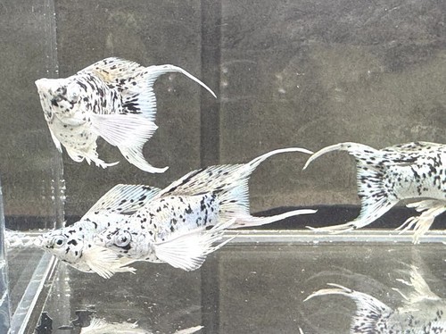 Molly Marble SPS Highfin full glitter lyretail blue eye Live Fish Local ...