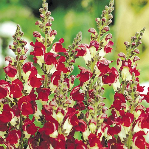 Snapdragon Seeds - NIGHT & DAY - Antirrhinum - Rare Free Flowering - 20 ...