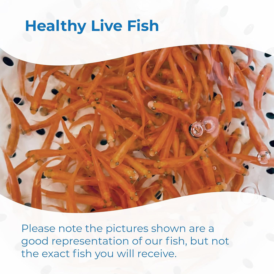 Rosie Red Minnows - Versatile Live Fish Perfect for Aquariums or as ...
