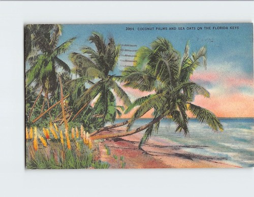 Postcard Coconut Palms And Sea Oats On The Florida Keys Florida USA | eBay