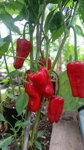 Big Mild Chilli Pepper - 20 Seeds - Organically Grown | eBay