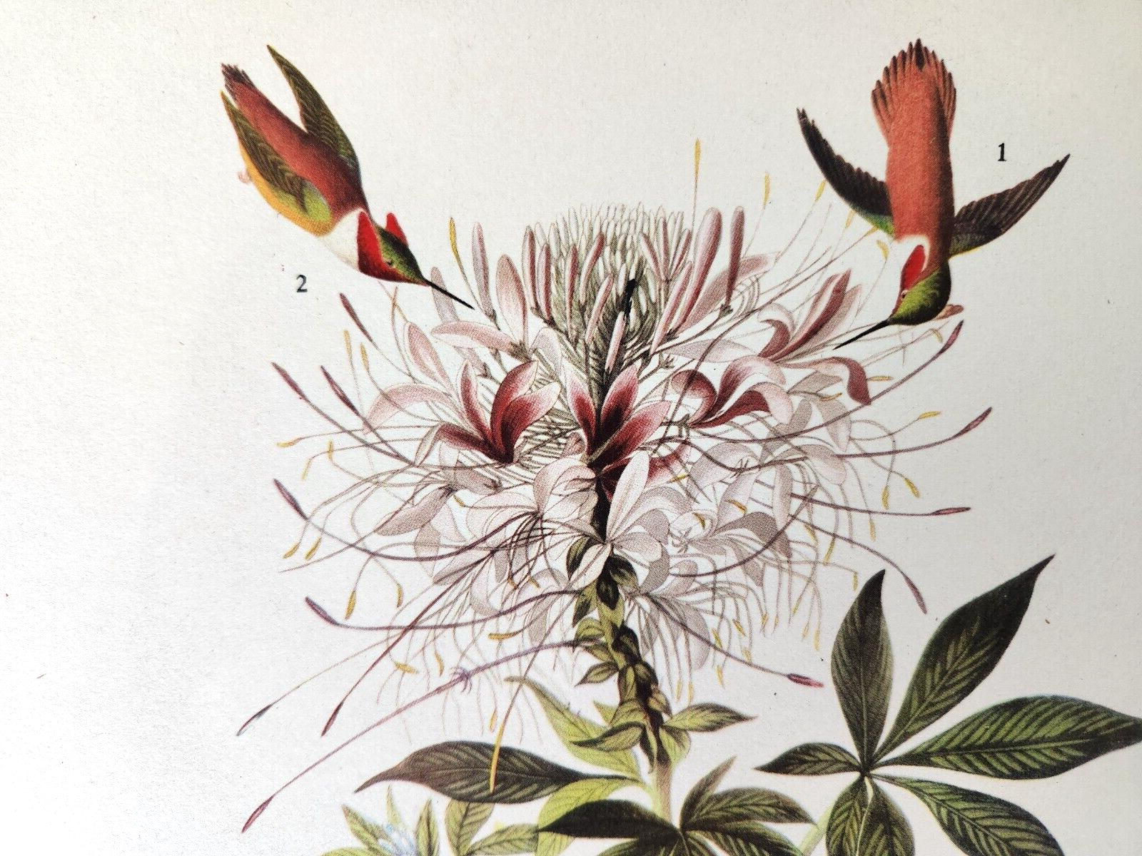 Rufous Hummingbird Lithograph Print Vintage 1942 Audubon Birds ...