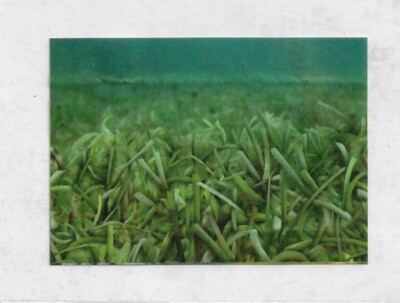 Jet Album Planeta Sorprendente Stickers | eBay