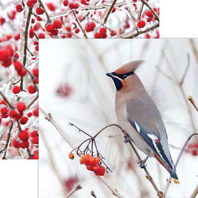 Birds and Berries Cardinal - Winter Canvas - 12x12 Scrapbook Papers ...