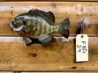 Bluegill Wallpaper Realistic Bluegill Fish Metal Replica 2D Wall Mount