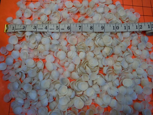 500 SC Lucine, Lucina whites Sea Shell Crafting | eBay