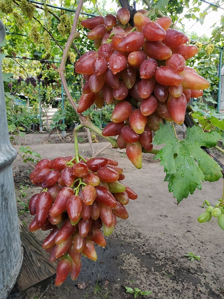 Dubovsky Pink grape- 5 cuttings, no roots | eBay