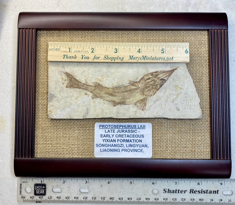 RARE 120 Million Year Old Paddlefish Protopsephurus Liui Yixian ...