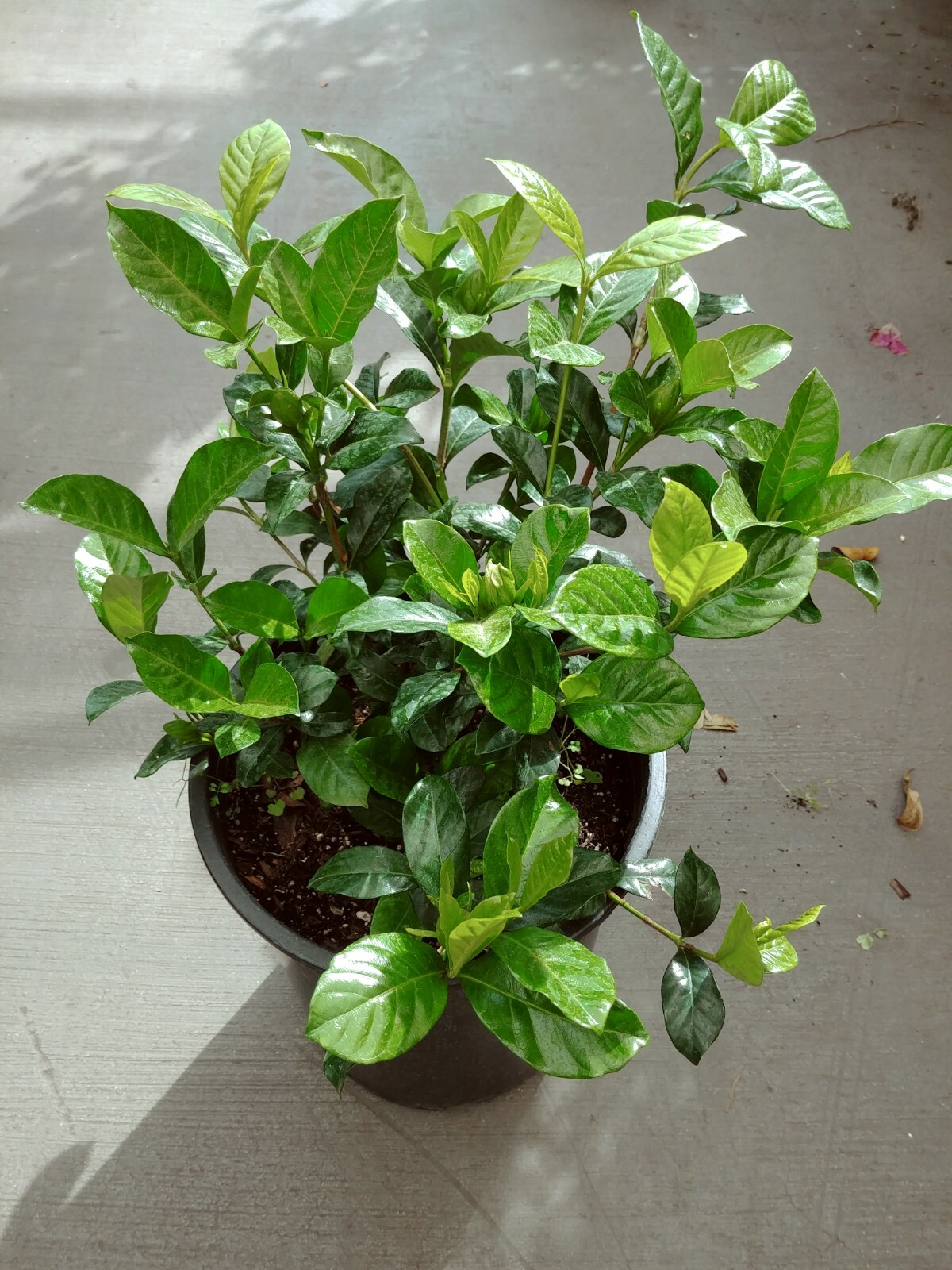 Gardenia Jasminoides (Golden Magic) Live Plant | eBay