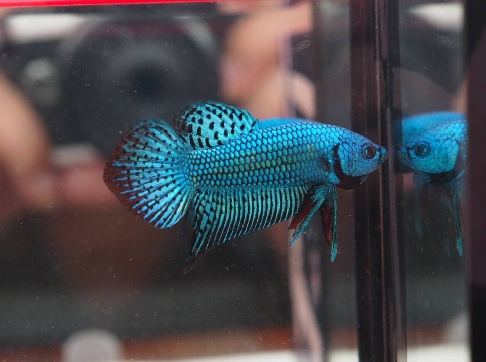 Green Alien Male Live Wild Betta Fish Pet Plakat Quality Grade from ...