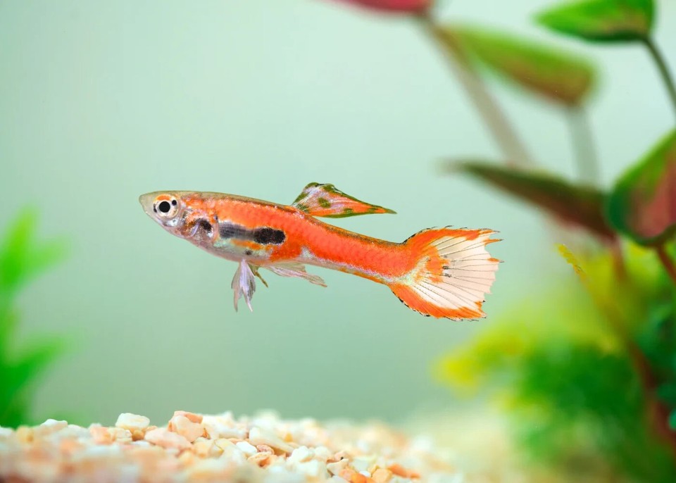 Live Red Chilli Endler 2 trio | eBay