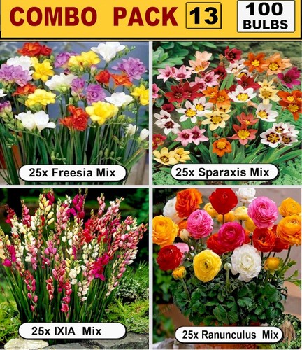 Ranunculus / Freesia / Sparaxis / Ixia x 100 BULBS - COMBO PACK - 13 ...