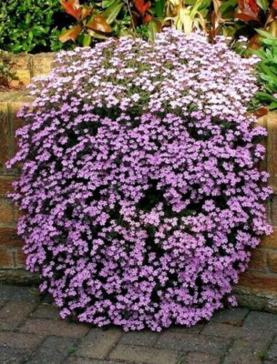 6 x PLUG PLANTS TUMBLING TED SOAPWORT TRAILING SAPONARIA OCYMOIDES ROSE ...