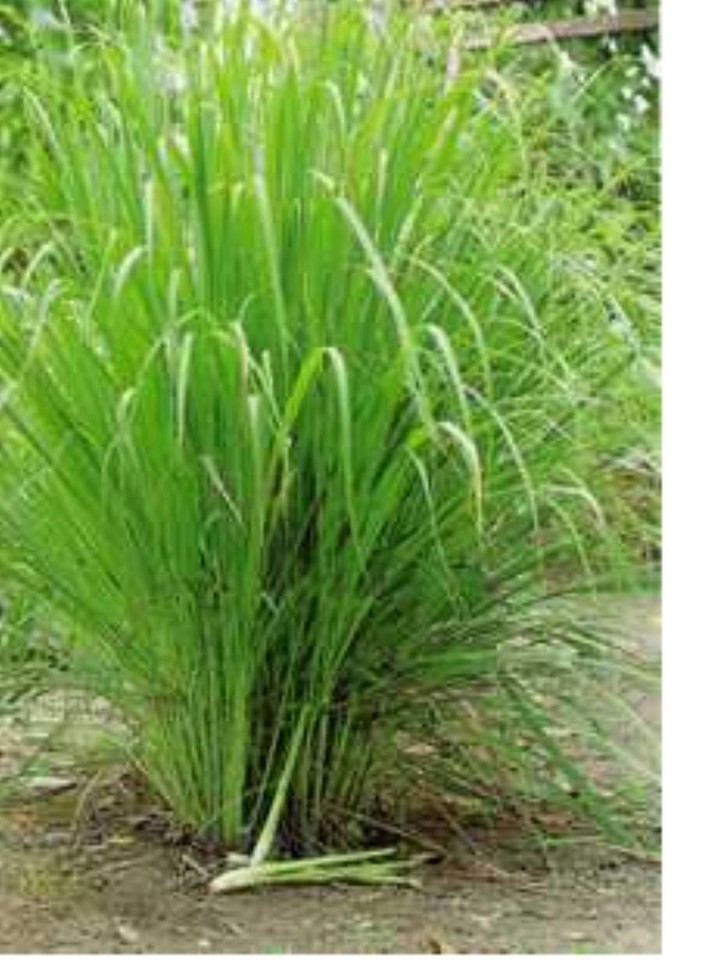 Lemongrass Stalks Plugs Cymbopogon Herb Sereh Plant EZ to Grow Lemon ...