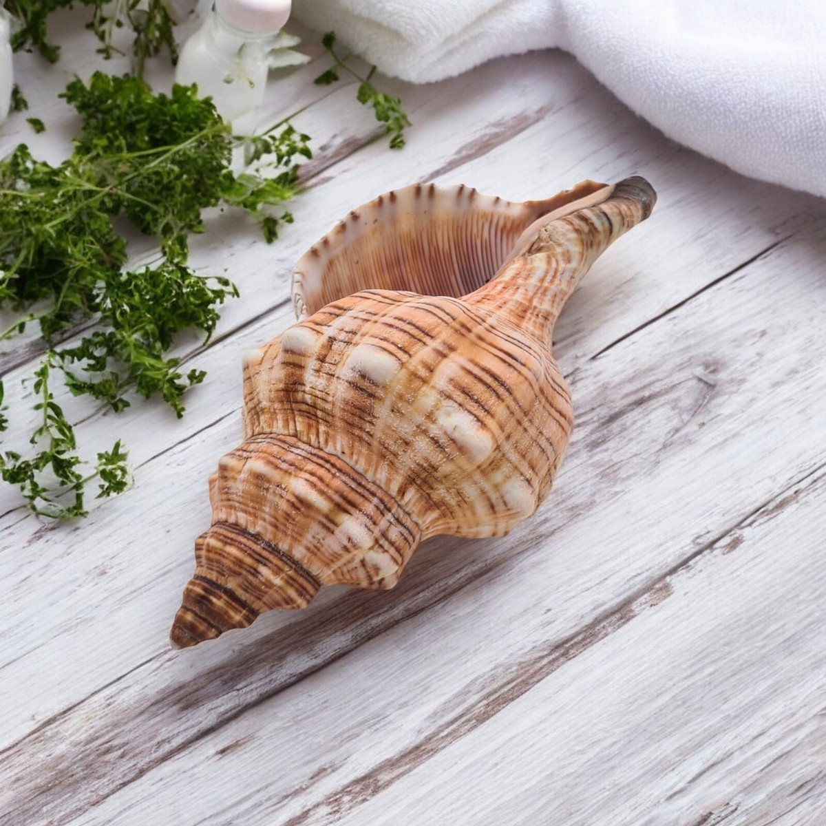 Conch Shell Photo Conch Shell Aliger Gigas, M Size – Semiphoras