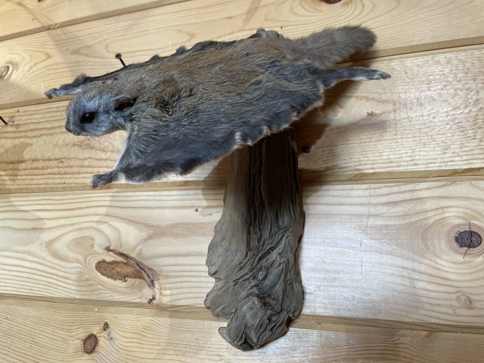 Taxidermy Flying Squirrel Mount Novelty Decor. Very Cute! | eBay