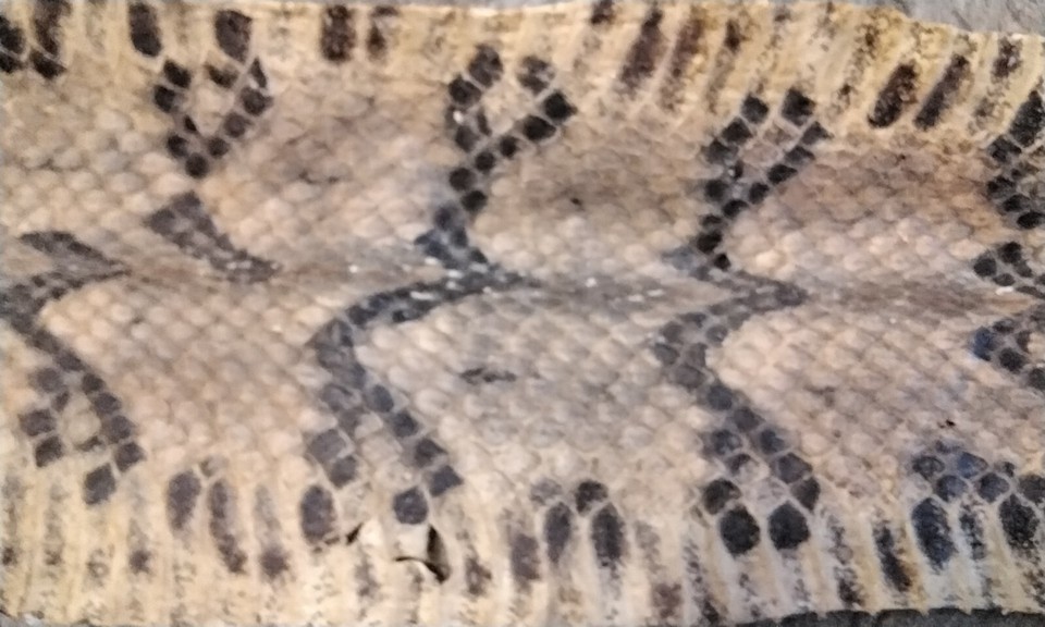 Rattlesnake Skin Canebreak Rattlesnake Vegetable Tanned #CBD1 53" x 6 ...
