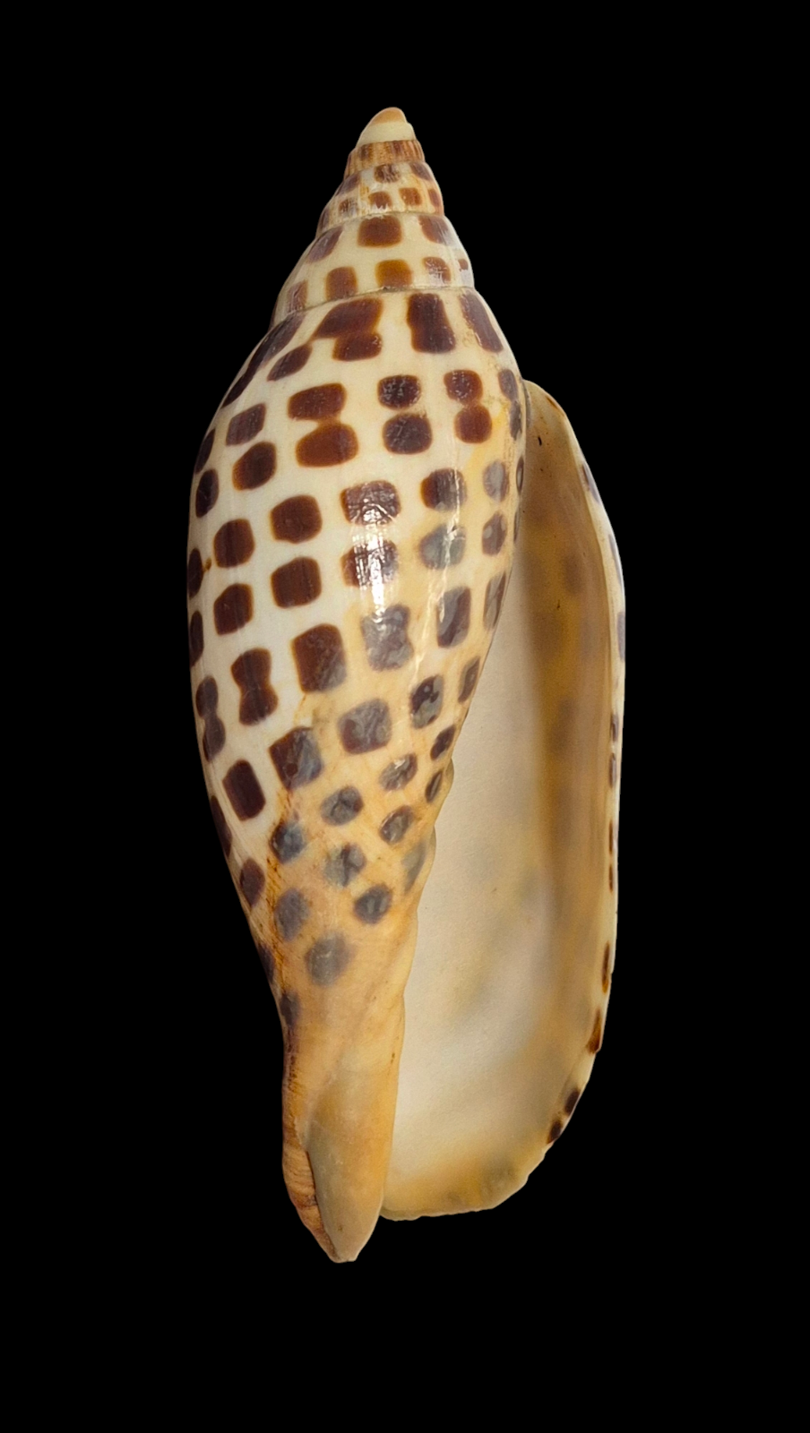Shell SCAPHELLA JUNONIA Florida 117,2 mm # NO LONGER AVAILABLE | eBay