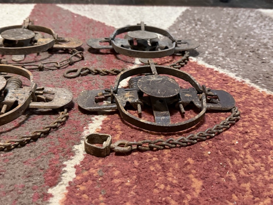 (6) Victor #1 1/2 Round Pan Coil Spring Traps Mink Raccoon Muskrat Fox ...