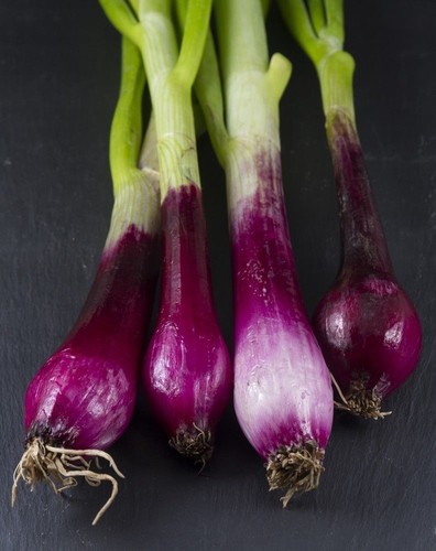 Winter Onion Red Toga - Spring Onion - Allium fistulosum - 10+ seeds ...