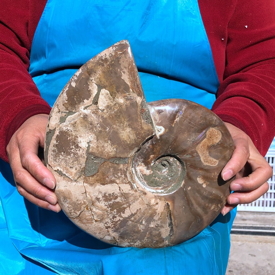 2490g Natural ammonite fossil conch cluster crystal specimens healed | eBay