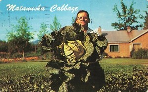 Postcard Matanuska Valley Cabbage Alaska | eBay