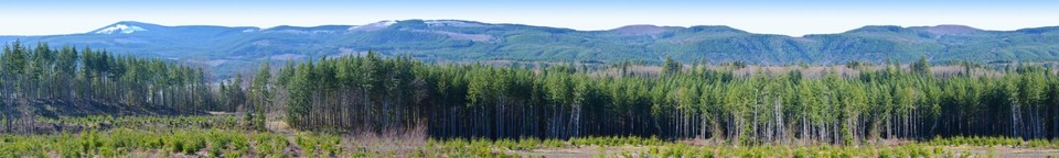 Model Railroad Backdrop Clear Cut by TrainJunkies | eBay