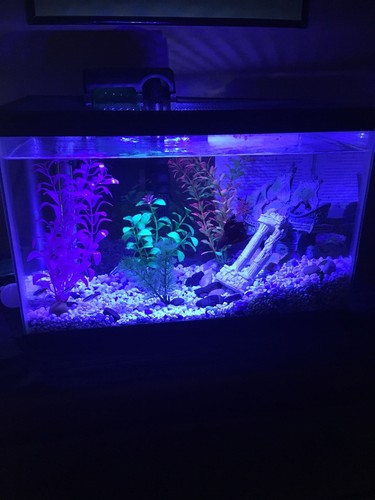 2x GloFish 4 Light Mode LED Cycle Light up to 5 Gallon for sale online ...