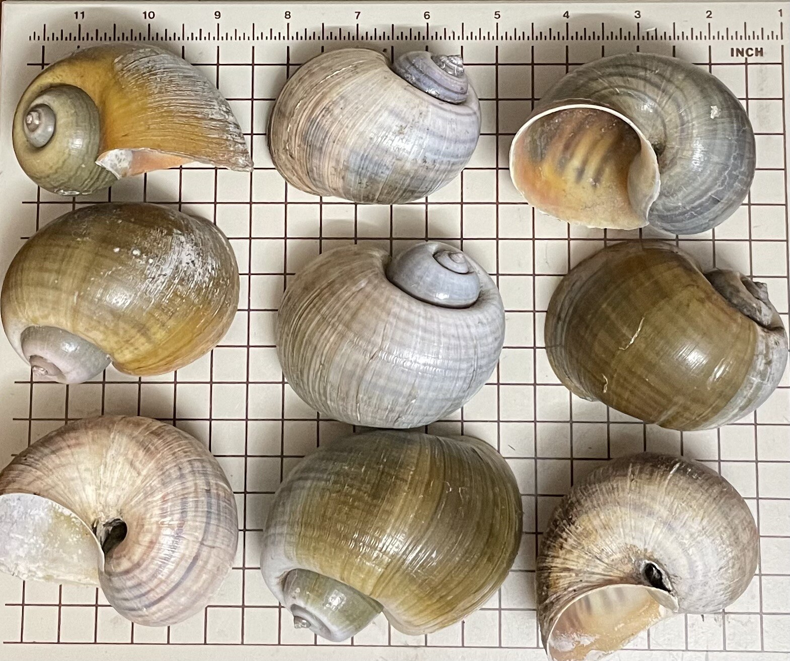 12 XL - Large Natural Clean Apple Snail Shells w/ 2”+ opening for decor ...